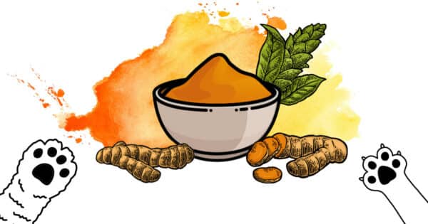 Curcuma en phytothérapie pour chien & chat : bienfaits et utilisation