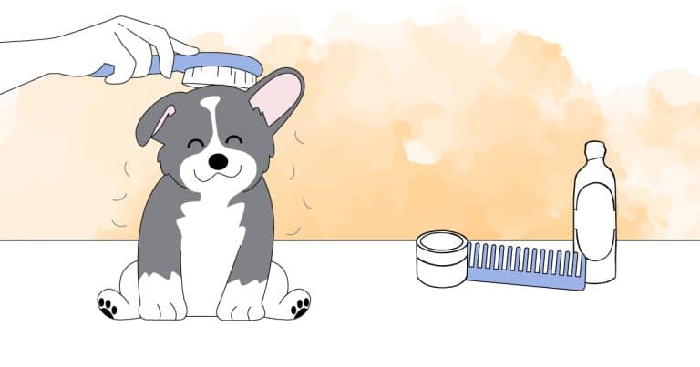 Mue du chien : comprendre, agir et limiter la perte de poils